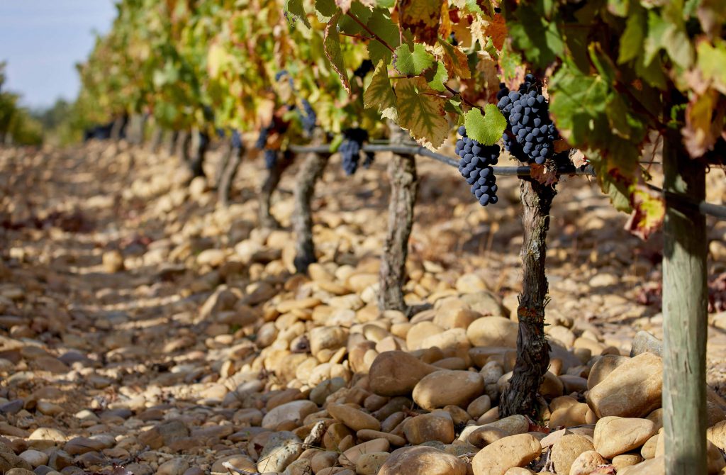 Vinha do Convento na revista "Fugas" do "Público" - Outubro - Falua